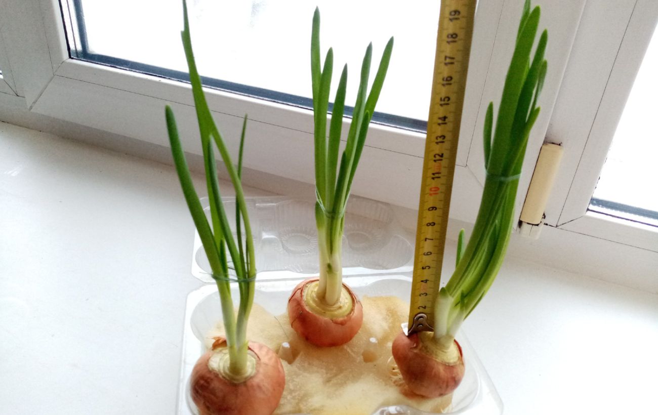 Зелена цибуля росте навіть без землі та зайвого запаху: маю свіжу цілий рік просто на кухонному ...